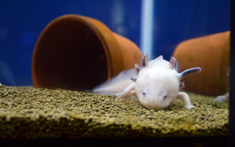 Sick Axolotl, Fungus, Stress Symptoms [The definitive remedy guide ...