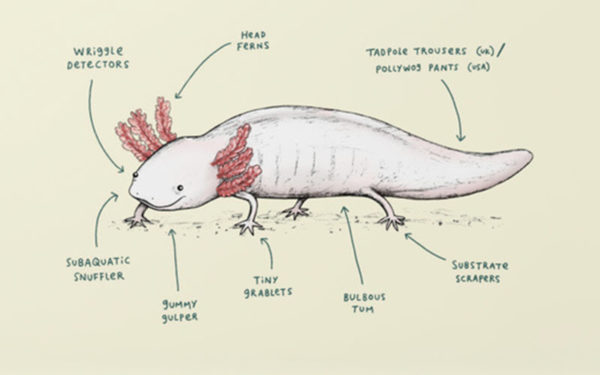 Sick Axolotl, Fungus, Stress Symptoms [Axolotl Illness Guide 2025 ...