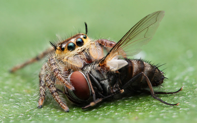 jumpingspider,jugnge,spiderde_大山谷图库
