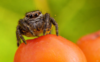 What do jumping spiders look like? (Jumping spider facts and lifespan ...
