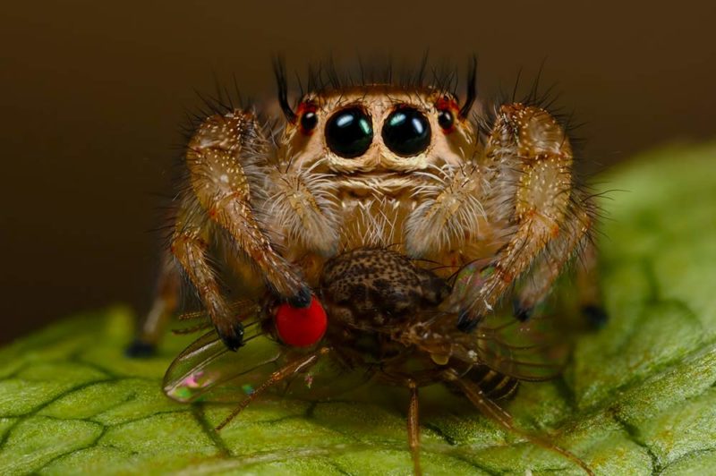 What Do Jumping Spiders Eat? A Complete Diet Guide for Pet Owners