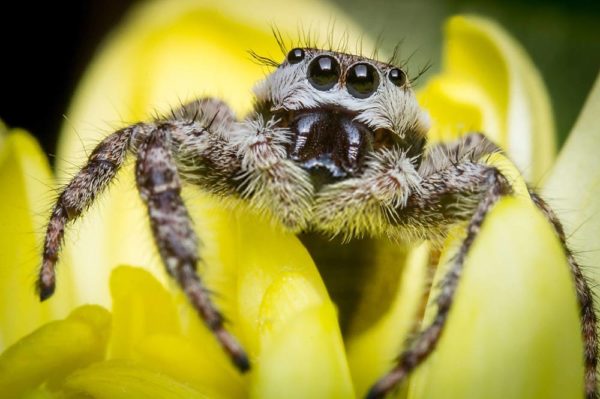 Where do jumping spiders live? How to find and catch them? | ExoPetGuides