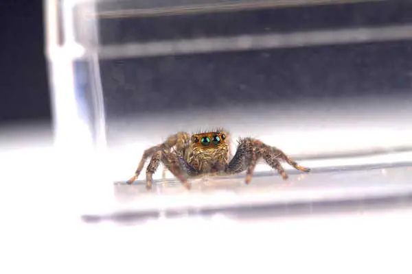 Jumping Spider Care (Are jumping spider good pets?) | ExoPetGuides