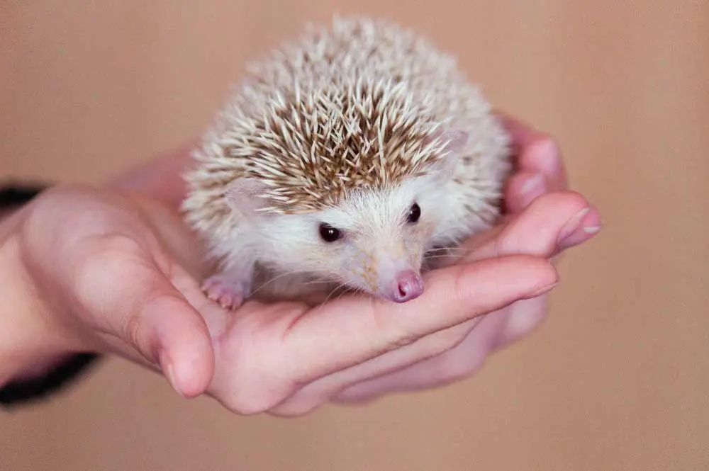 Calm & tame pet hedgehogs in 5 secs (Learn how to hold hedgehog)