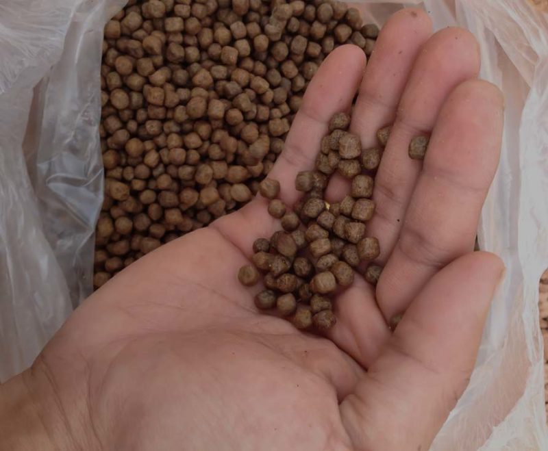 What do axolotls eat? [Axolotl Diet Guide 101] | Exopetguides