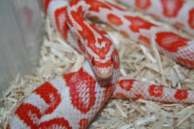 24 Beautiful Corn Snake Morphs, Colors and Prices (With Pictures ...