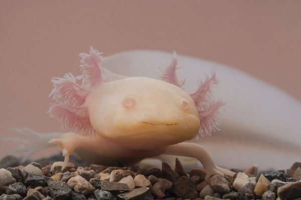 31 Interesting Axolotl Facts That Will Blow Your Mind | ExoPetGuides