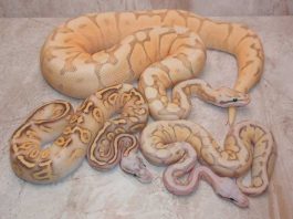 10 Banana Ball Python Care Tips You Must Know Before Getting One | ExoPetGuides
