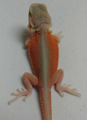 20 Bearded Dragon Morphs and Color Types (Common to Rarest Breed)