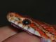 Are Corn Snake Bite Poisonous? Do Their Bite Hurt? | ExoPetGuides