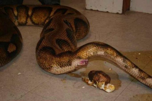 How do snakes poop and pee? What does snake poop look like? | ExoPetGuides