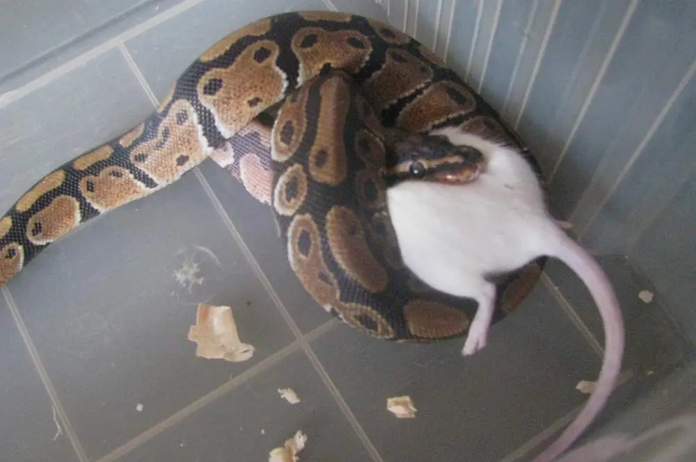 Do Ball Pythons Bite Are They Dangerous As Pets ExoPetGuides