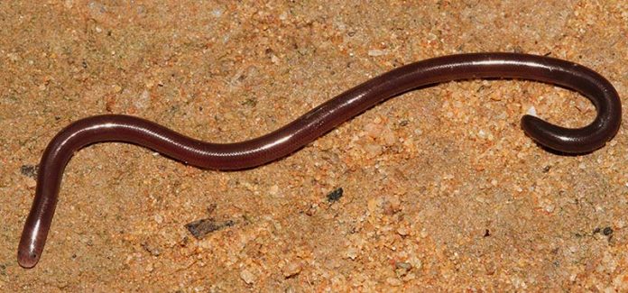 20 Tiny Pet Snakes That Stay Small (Beginner Snake Breed Guide ...