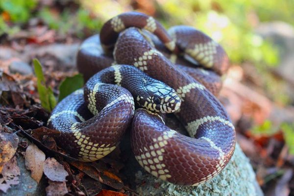 20 Tiny Pet Snakes That Stay Small (Beginner Snake Breed Guide ...