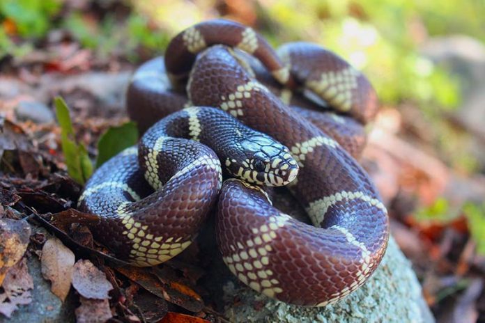 20 Tiny Pet Snakes That Stay Small (Beginner Snake Breed Guide ...