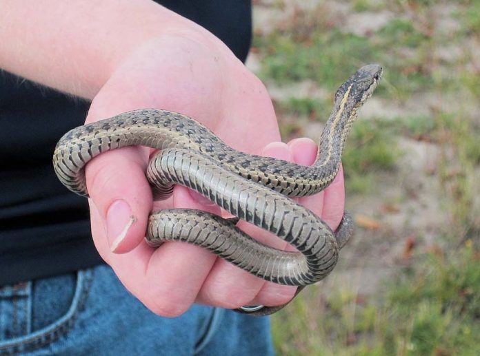 20 Tiny Pet Snakes That Stay Small (Beginner Snake Breed Guide ...