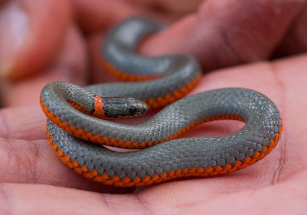 20 Tiny Pet Snakes That Stay Small (Beginner Snake Breed Guide ...