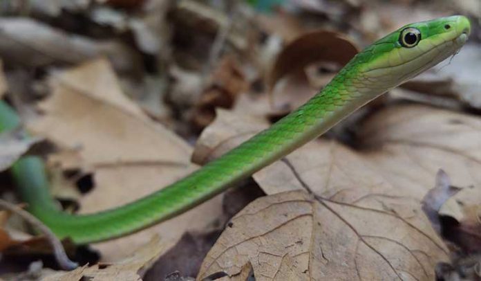 20 Tiny Pet Snakes That Stay Small (Beginner Snake Breed Guide ...