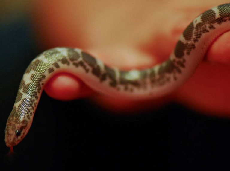 20 Tiny Pet Snakes That Stay Small (Beginner Snake Breed Guide ...