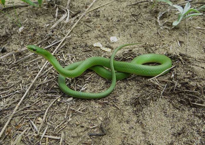 20 Tiny Pet Snakes That Stay Small (Beginner Snake Breed Guide ...