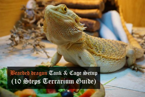 Bearded Dragon Tank and Cage Setup (10 Steps Terrarium Guide ...