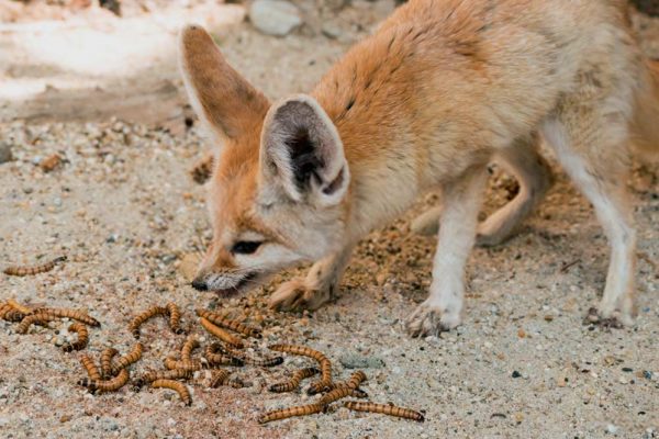 What does a fennec fox eat? Can they eat cat and pet food ...