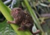 6 Facts About The Finger Monkey as Pets (Pygmy Marmoset Care ...