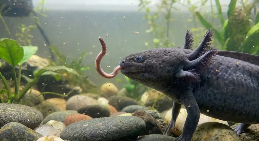 Axolotl Feeding Schedule by Age: Hatchling, Juvenile, Subadult, and ...